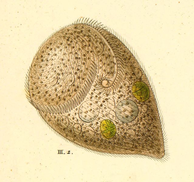 Ciliates Stentor