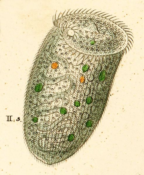 Stentor Labeled