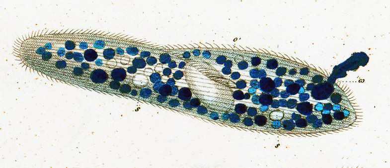 About: Paramecium Aurelia , Paramecium: Definition, Structure ...